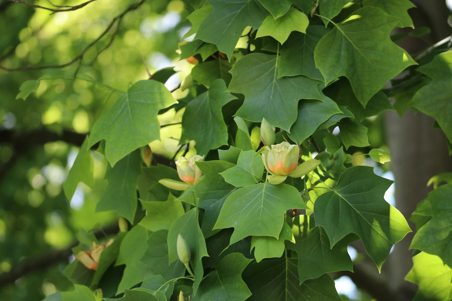 Native Trees in Ontario That Are Pollinator Powerhouses — Birds & Bees ...
