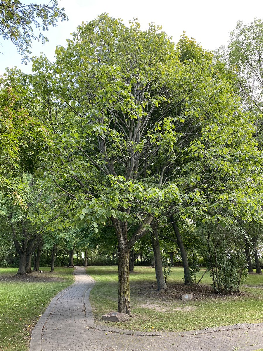 Native Trees in Ontario That Are Pollinator Powerhouses — Birds & Bees ...