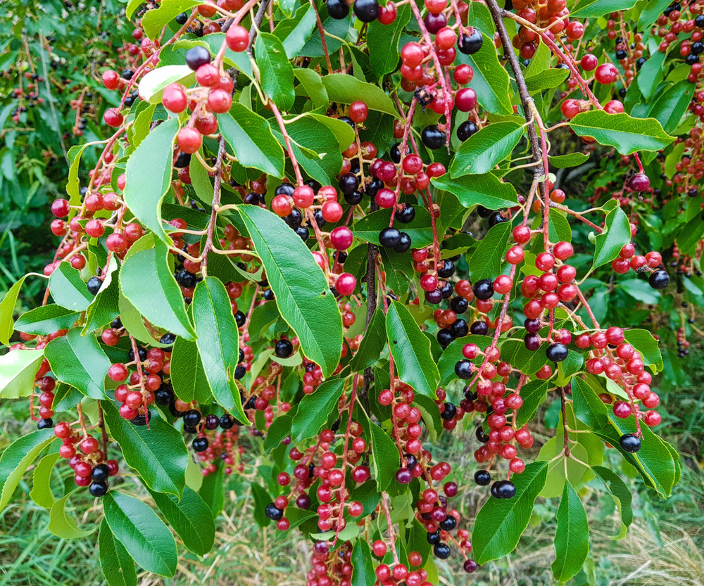 Native Trees in Ontario That Are Pollinator Powerhouses — Birds & Bees ...