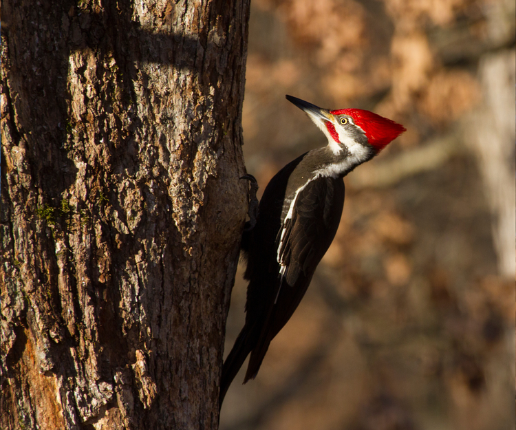 Native Trees in Ontario That Are Pollinator Powerhouses — Birds & Bees ...