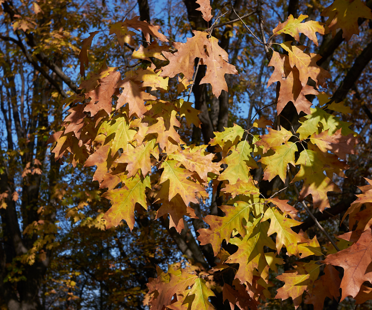 Native Trees in Ontario That Are Pollinator Powerhouses — Birds & Bees ...
