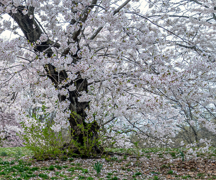 Native Trees in Ontario That Are Pollinator Powerhouses — Birds & Bees ...