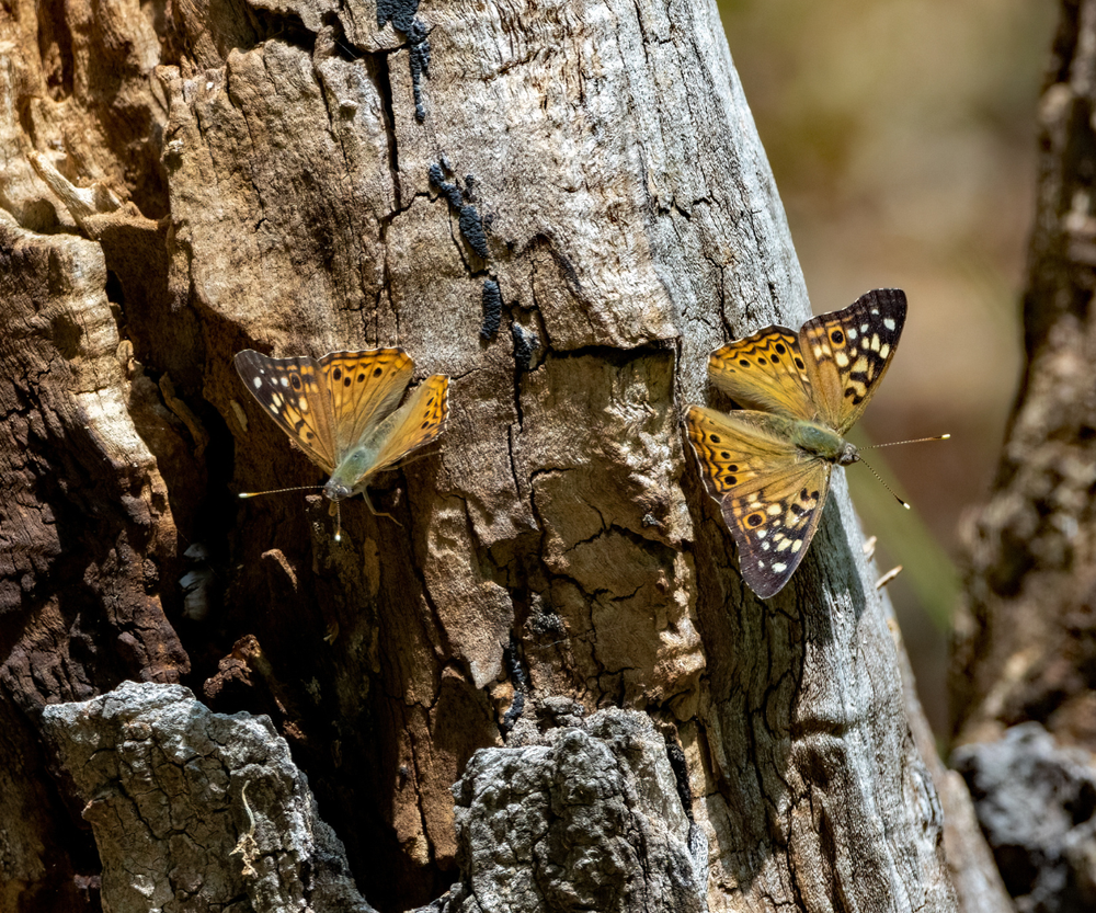 Native Trees in Ontario That Are Pollinator Powerhouses — Birds & Bees ...