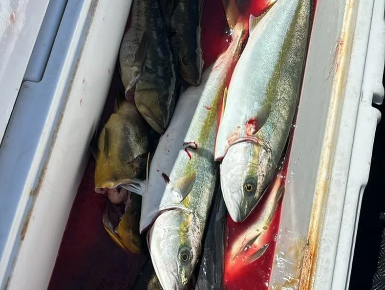 Spitfire Sportfishing - Marina Del Rey Sportfishing Charters