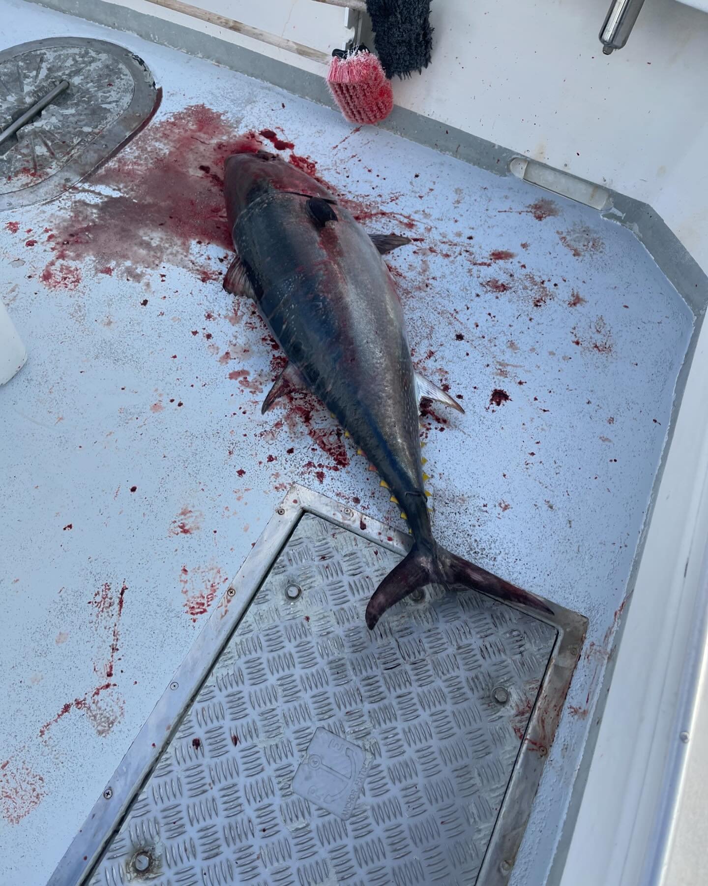 Spitfire Sportfishing - Marina Del Rey Sportfishing Charters