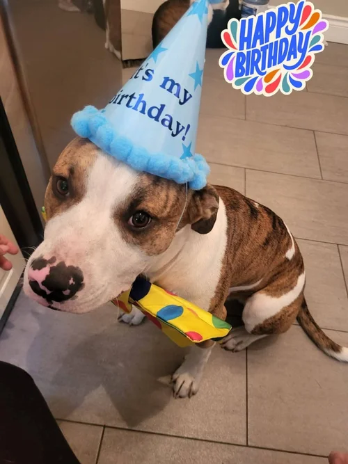 bubba — Dog Rescue Society