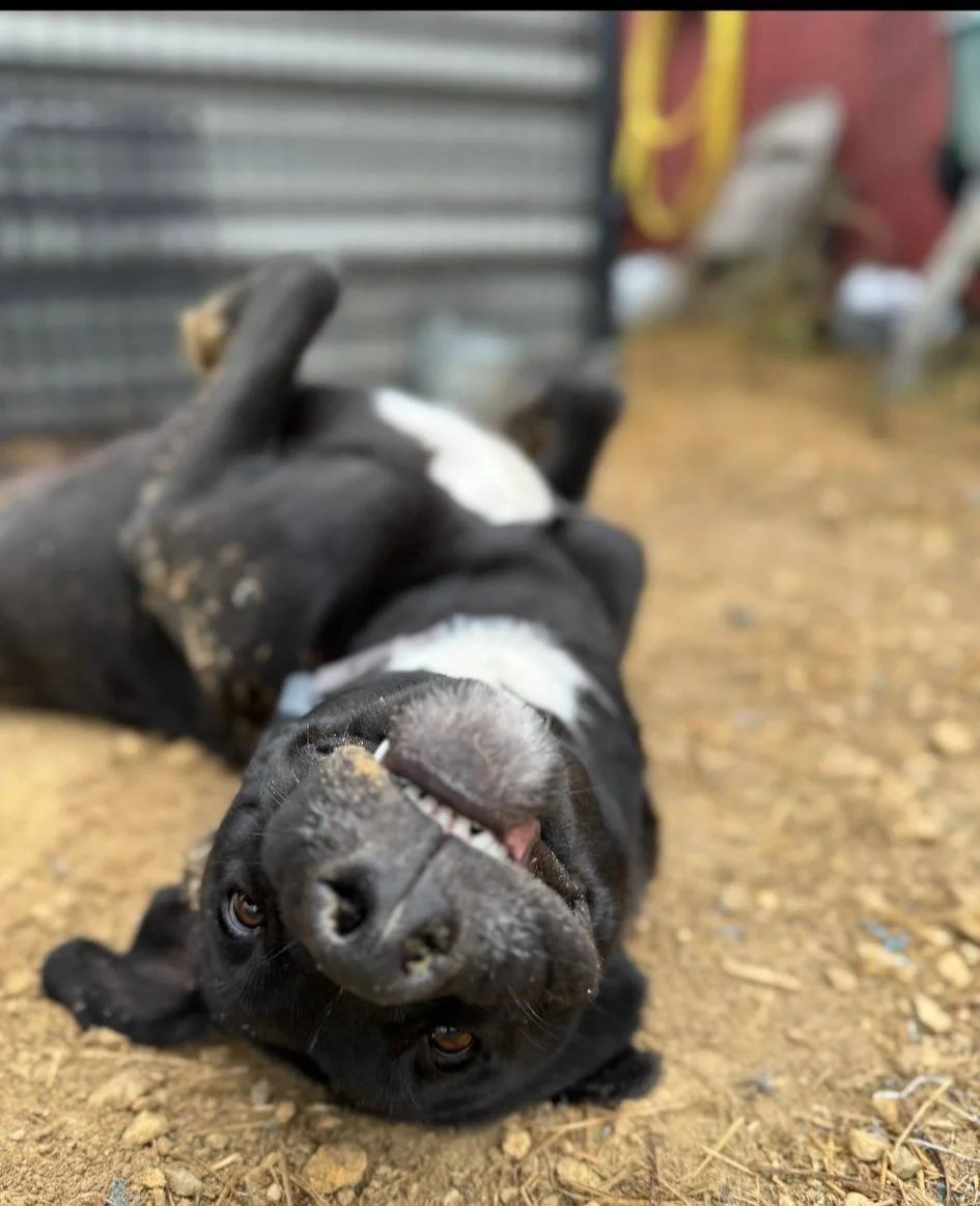 The Dog Rescue Society | Rescue, Adopt & Foster Dogs in Need