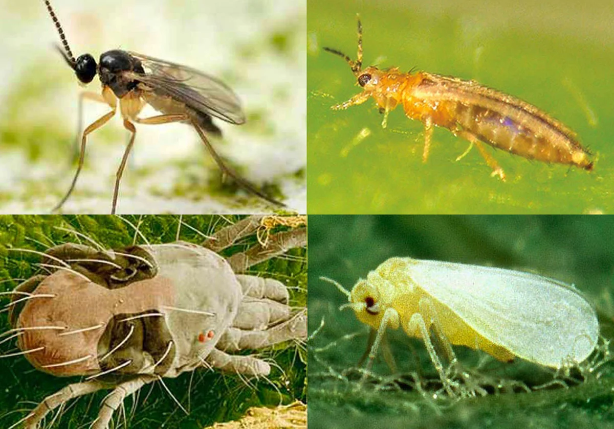 Common Greenhouse Pests and How to Manage Them — Cedar-Built Greenhouses