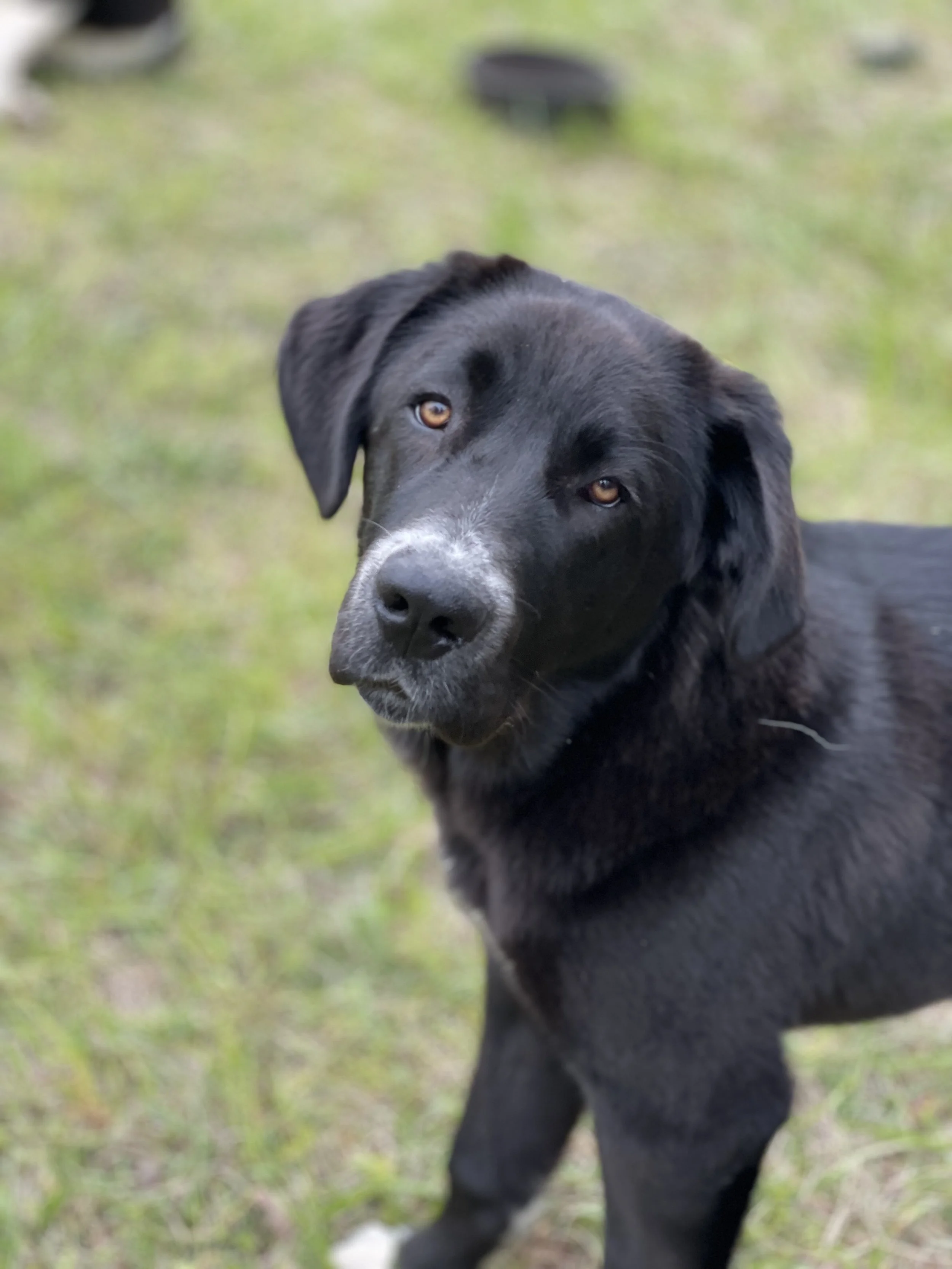 Livestock Guardian Dogs, Iva, SC — Eremos Farm