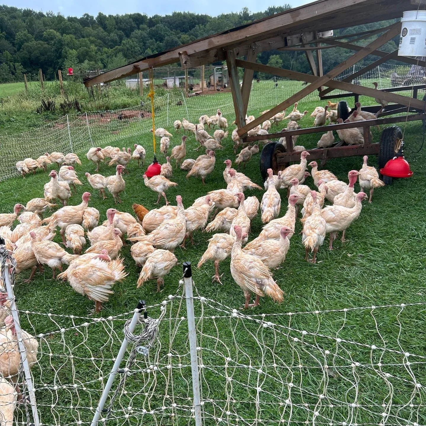 Primitive Farms | Silvo Pastured Pork | Pasture-Raised Lamb & Chicken ...