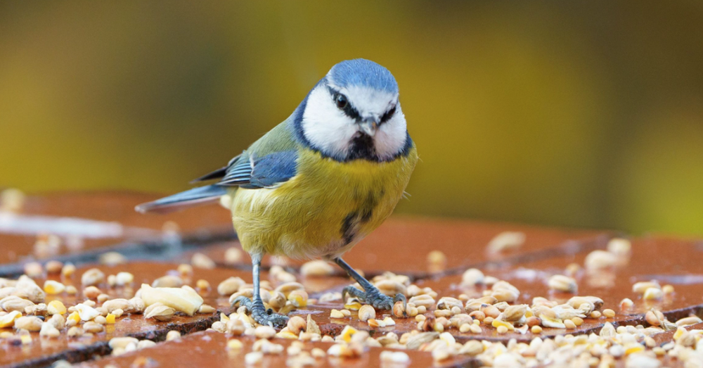 Bird Seed — Rogers Feed Mill, Inc.