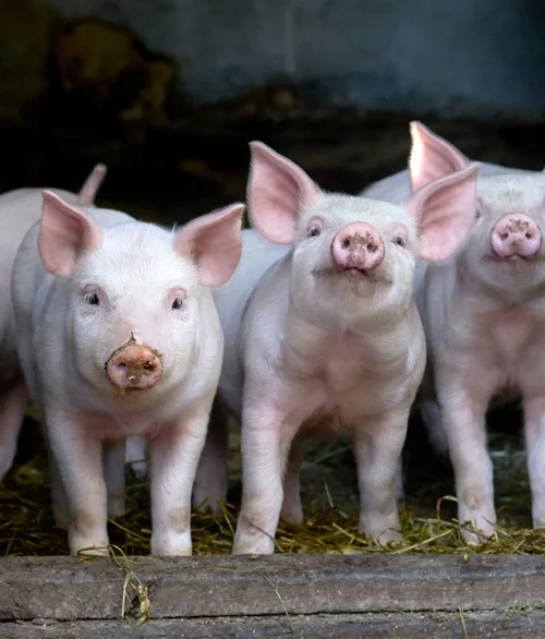 Pig — Rogers Feed Mill, Inc.