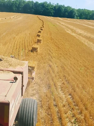 Our Story — Rogers Feed Mill, Inc.