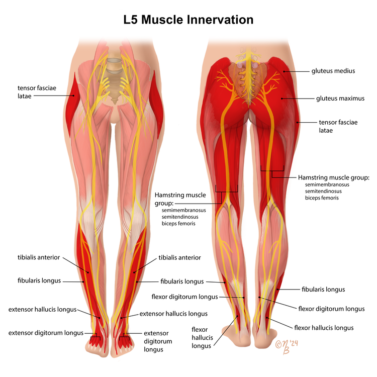 Anatomical Illustration - L5 Nerve Distribution & Innervation — Nicole ...