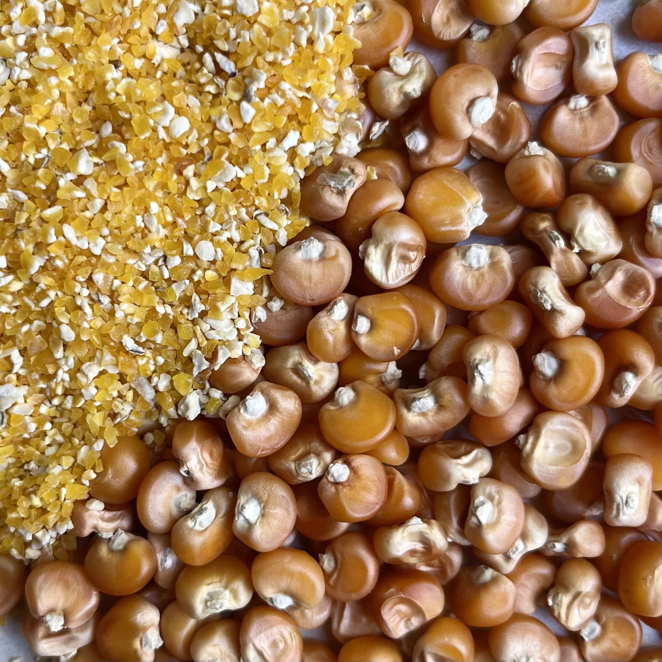 Otto File Flint Corn — Heritage Harvest Project