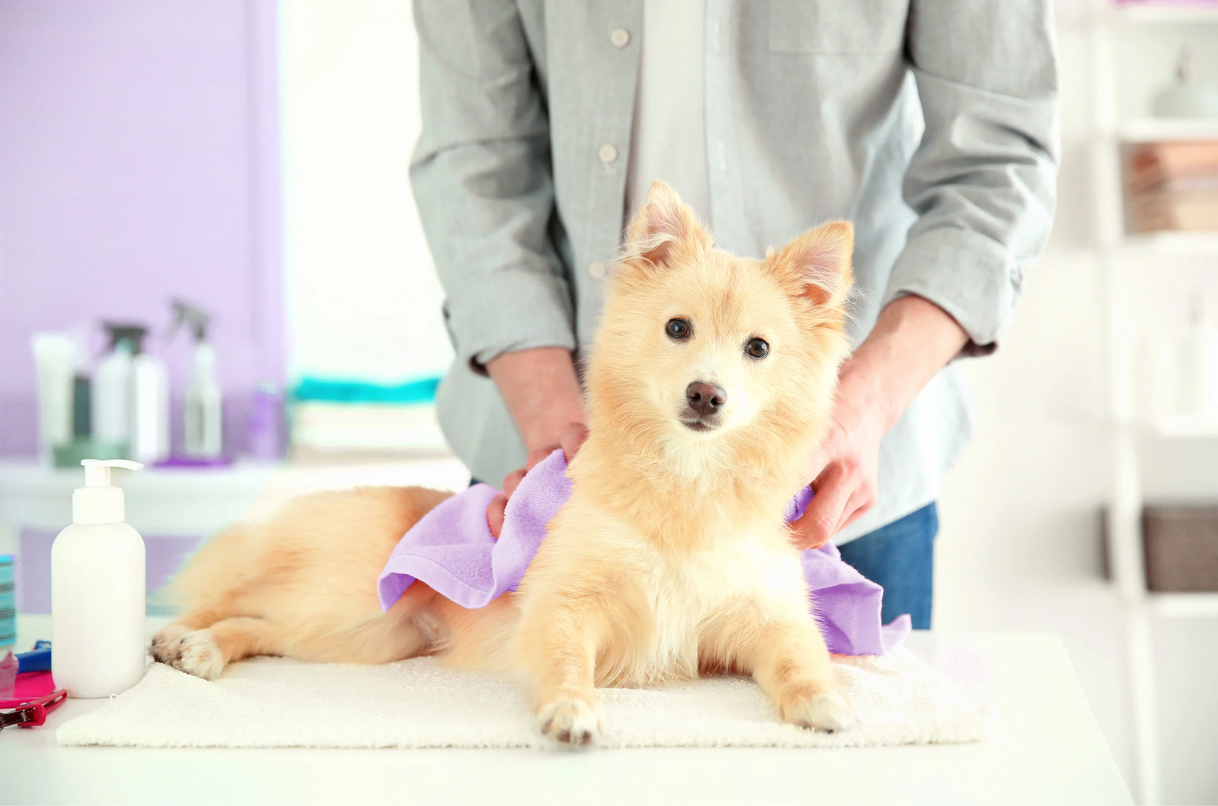 Awesome Paws Pet Salon | Book Your Pet's Grooming Today