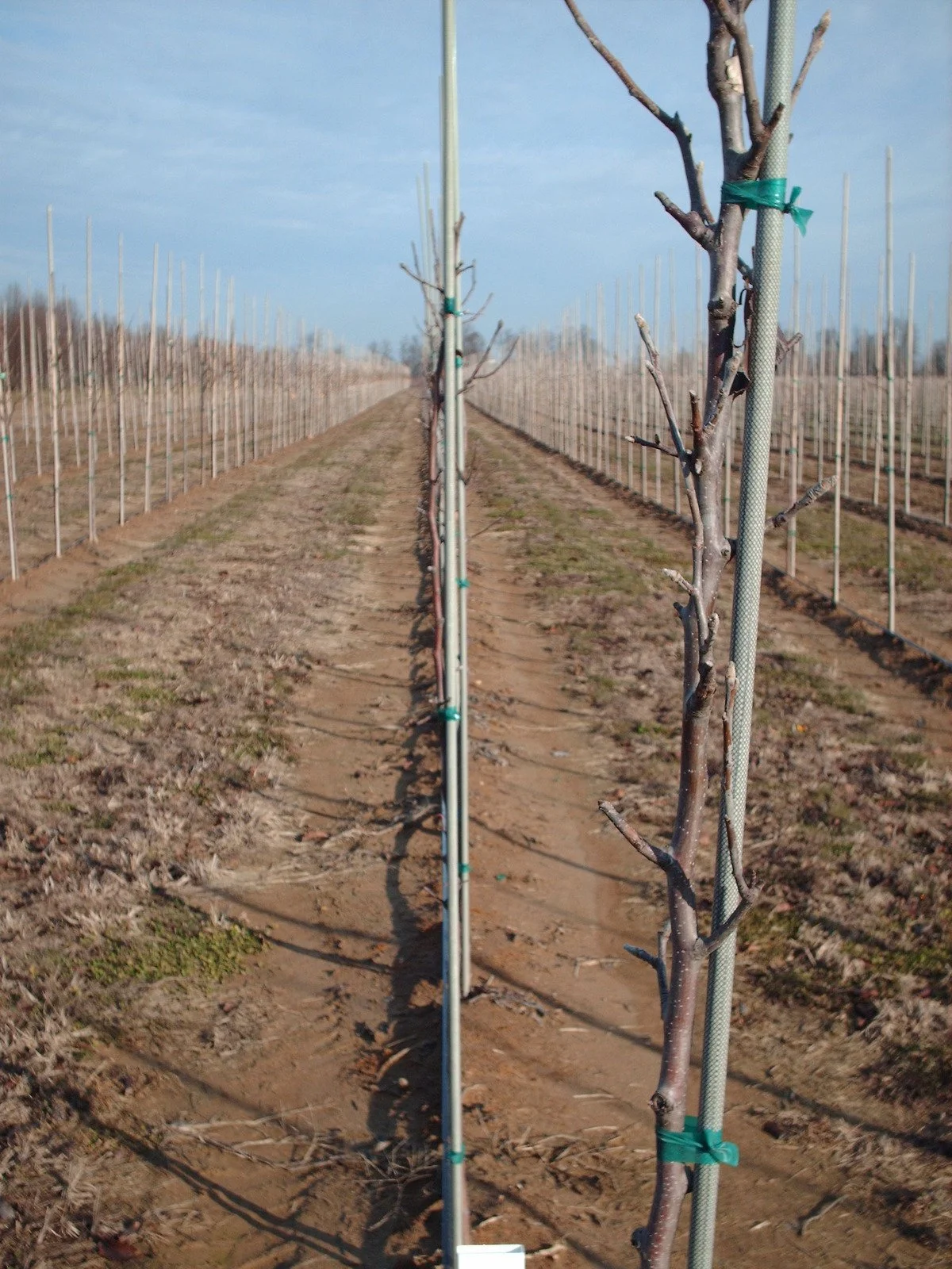 Fiberglass Tree Stakes by Ultrastake™