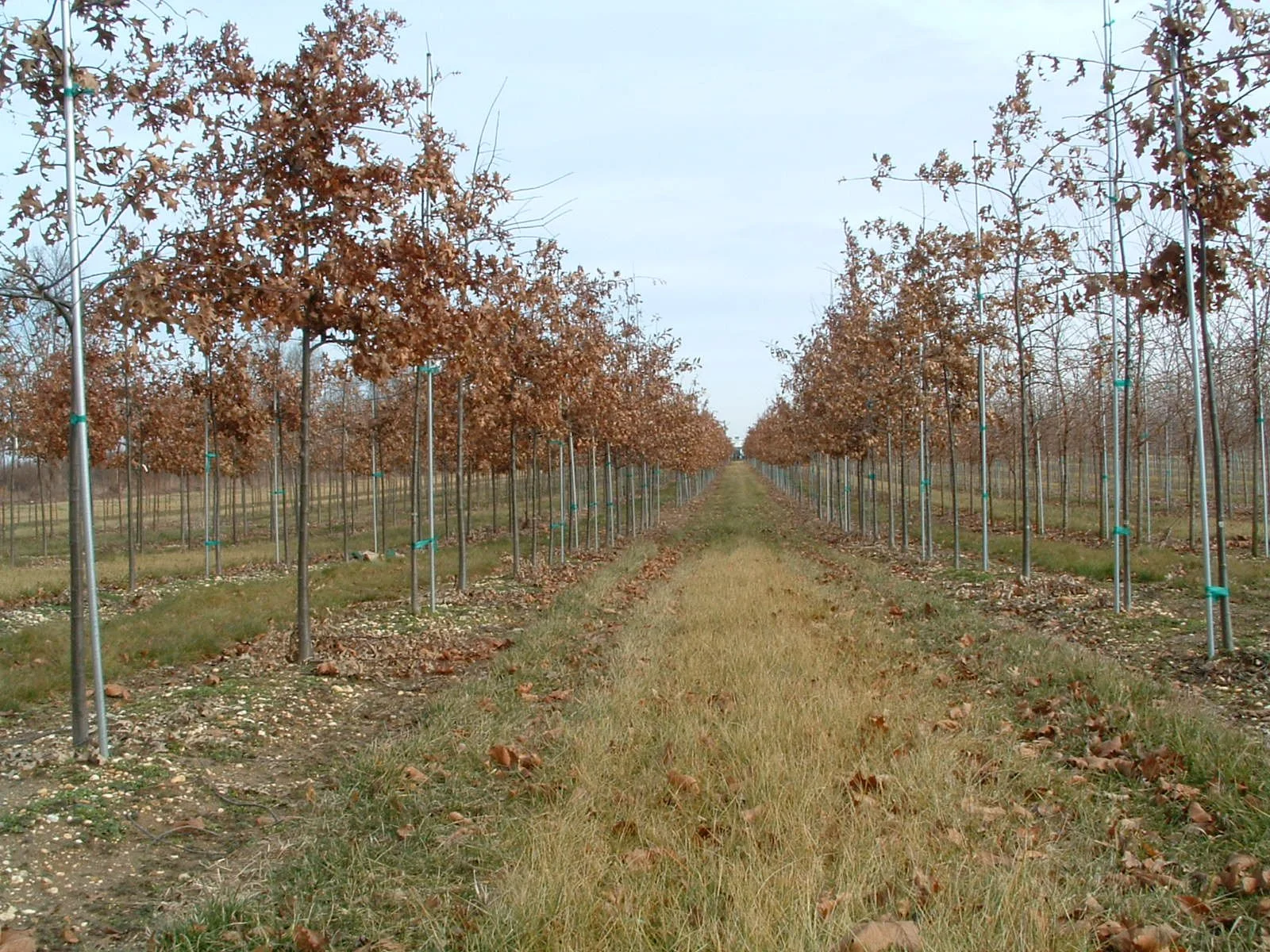 Fiberglass Tree Stakes by Ultrastake™