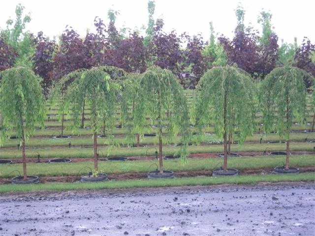 Fiberglass Tree Stakes by Ultrastake™