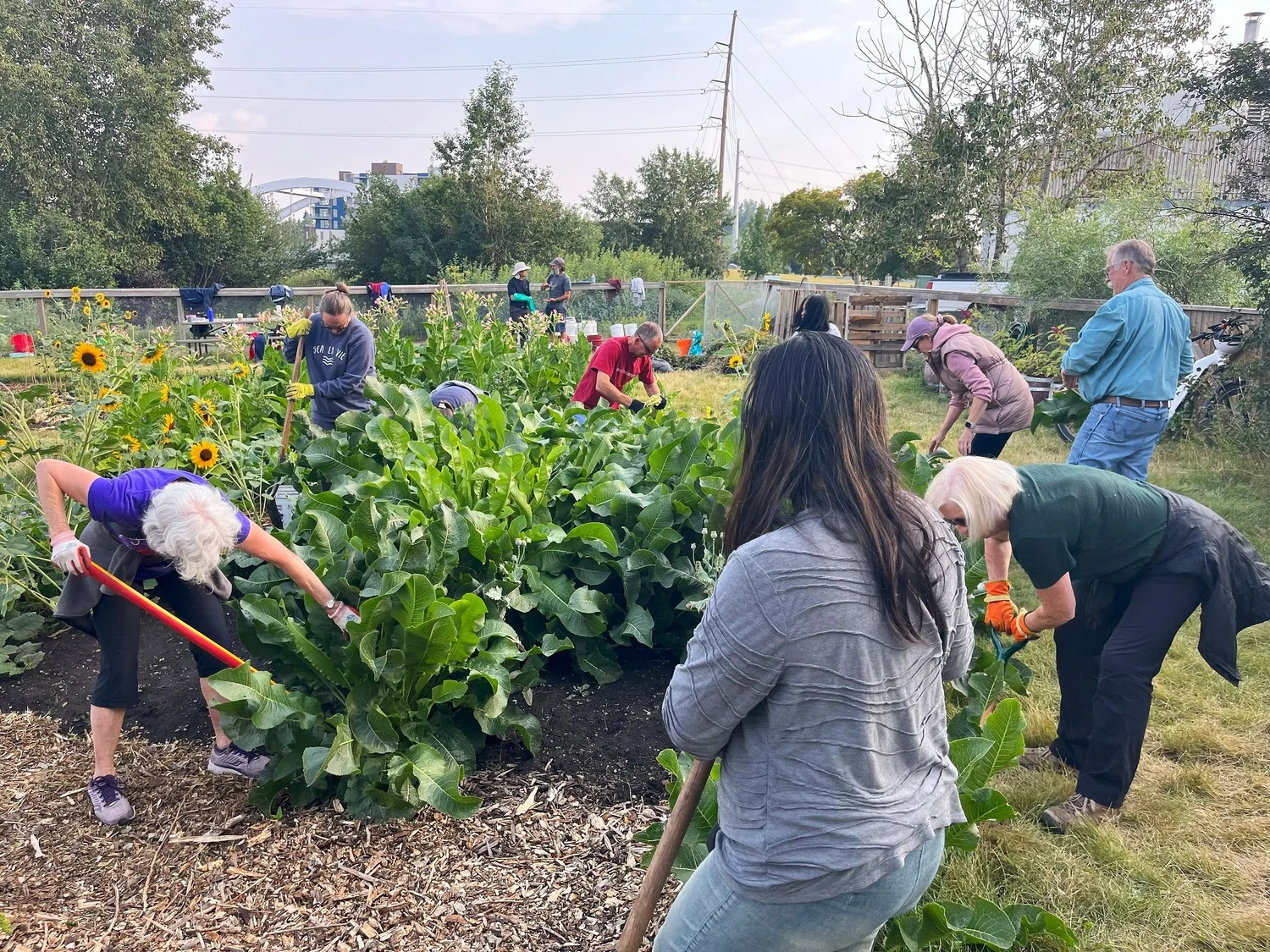 The Confluence Garden and The Alex Are Cultivating a Healthier Calgary ...