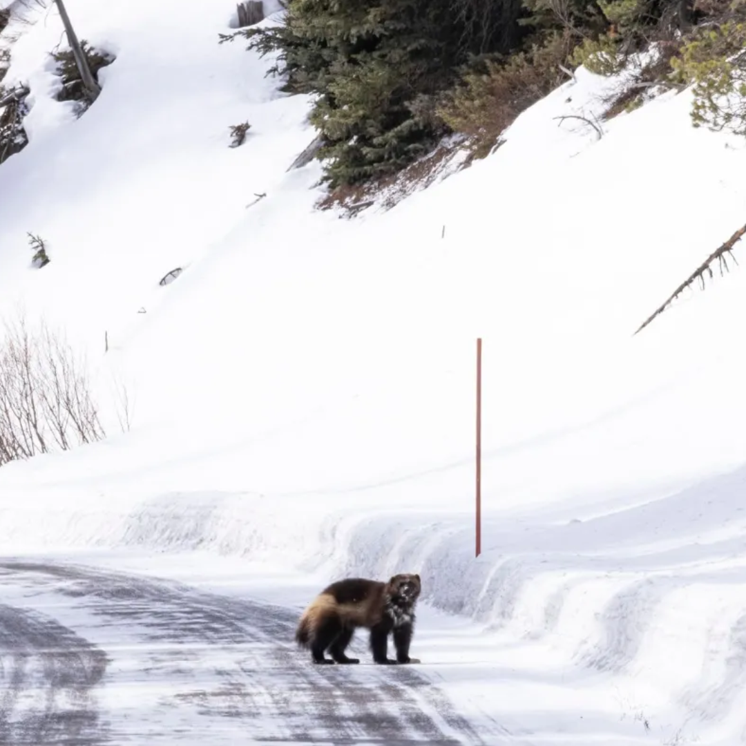 Yellowstone guide details rare wolverine sighting — Caroline P. Chapman