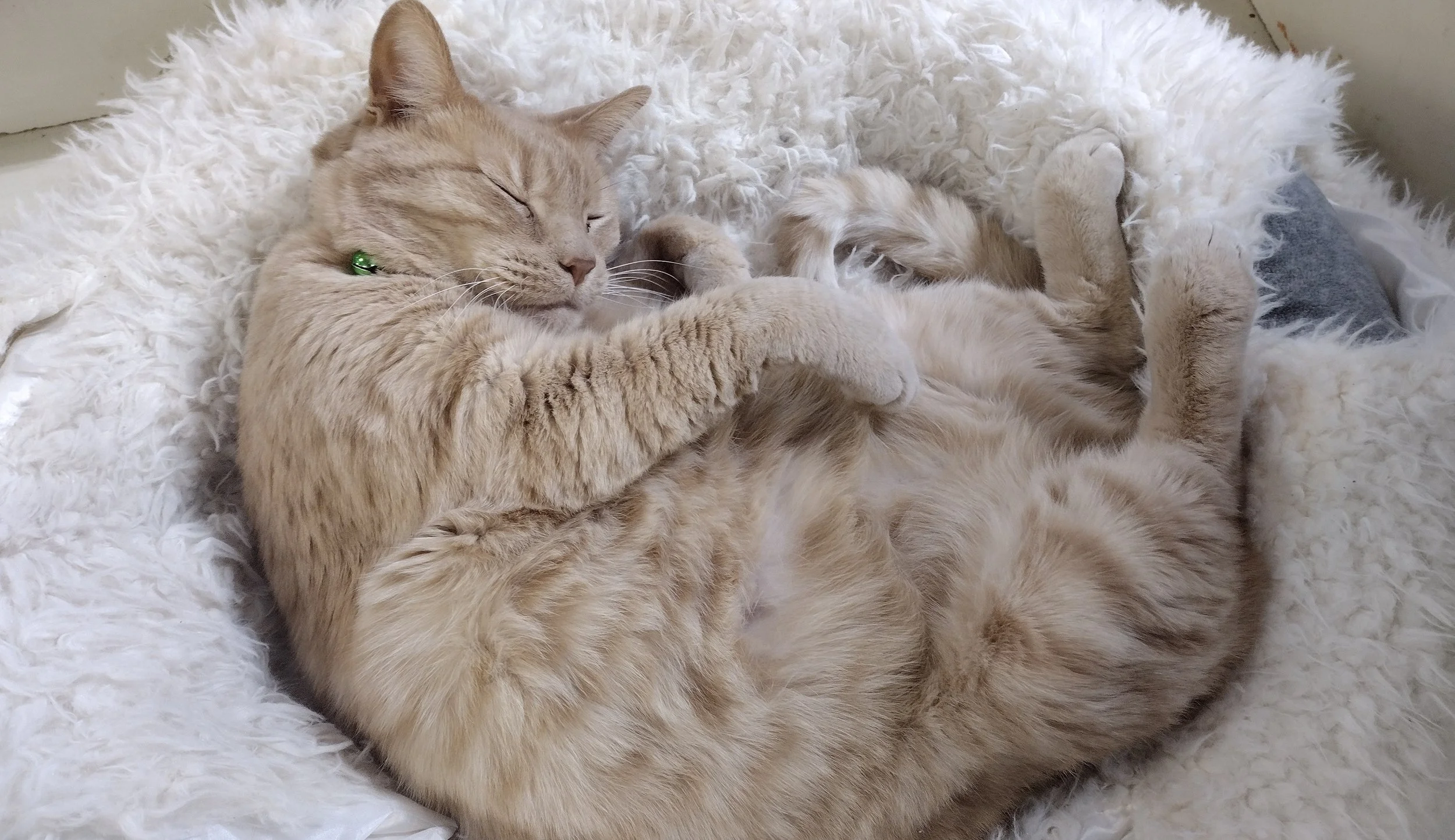 Kitty City Cat Cafe
