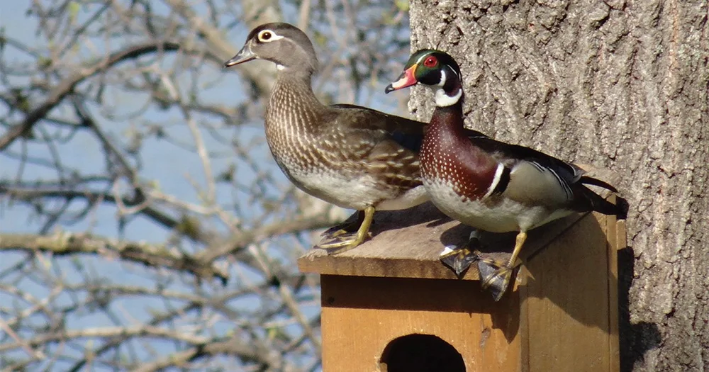What is a Nesting Box? — Scouting Wood Ducks