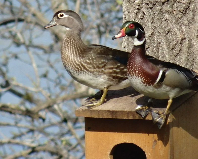 What is a Nesting Box? — Scouting Wood Ducks