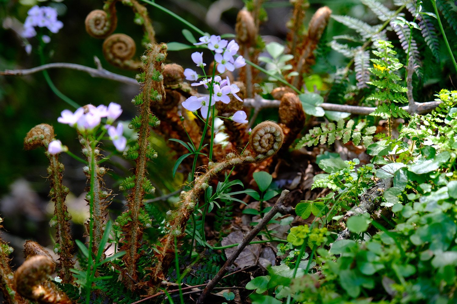 Regenerative Garden Design | Ecological & Permaculture Solutions ...