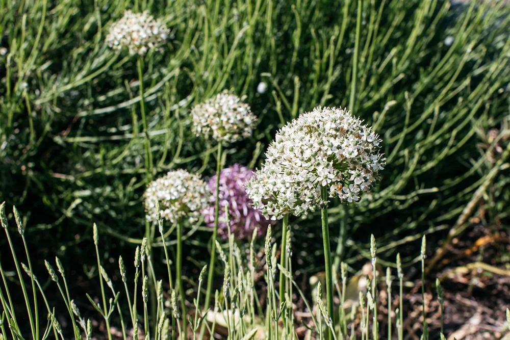 Heidi Joyce Gardens – Full-service Gardens & Landscapes in Sussex