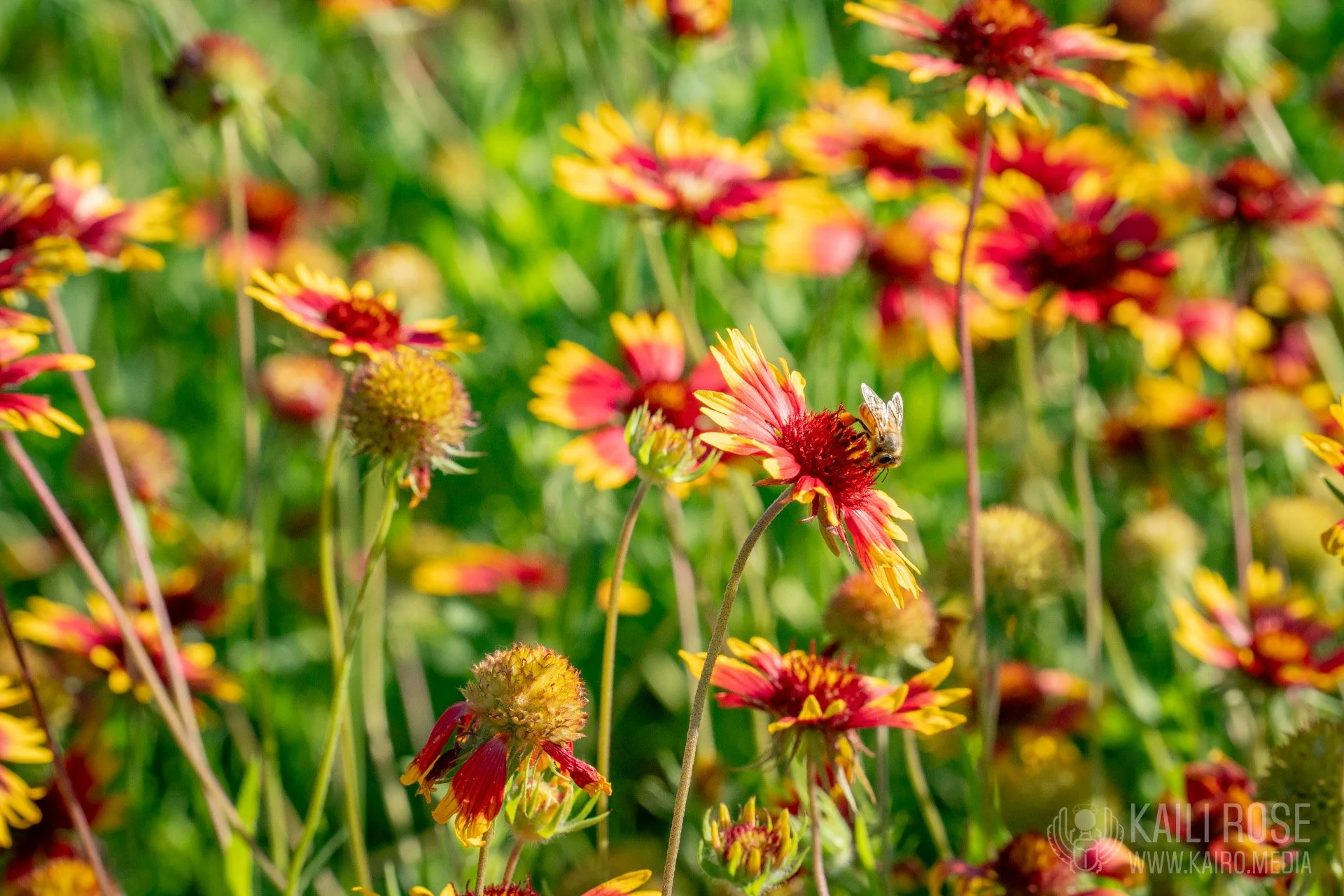 Welcome to Cooper Spring Nature Park | Lampasas' Natural Oasis