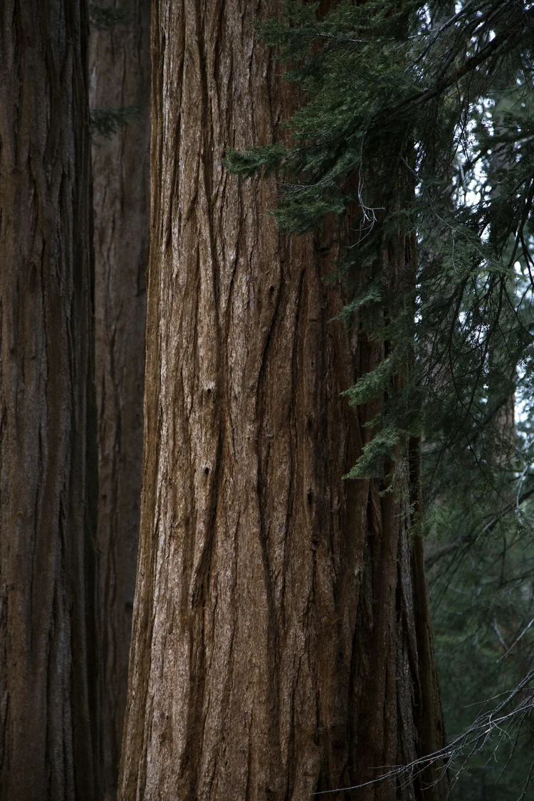 Arboreal Tree Service