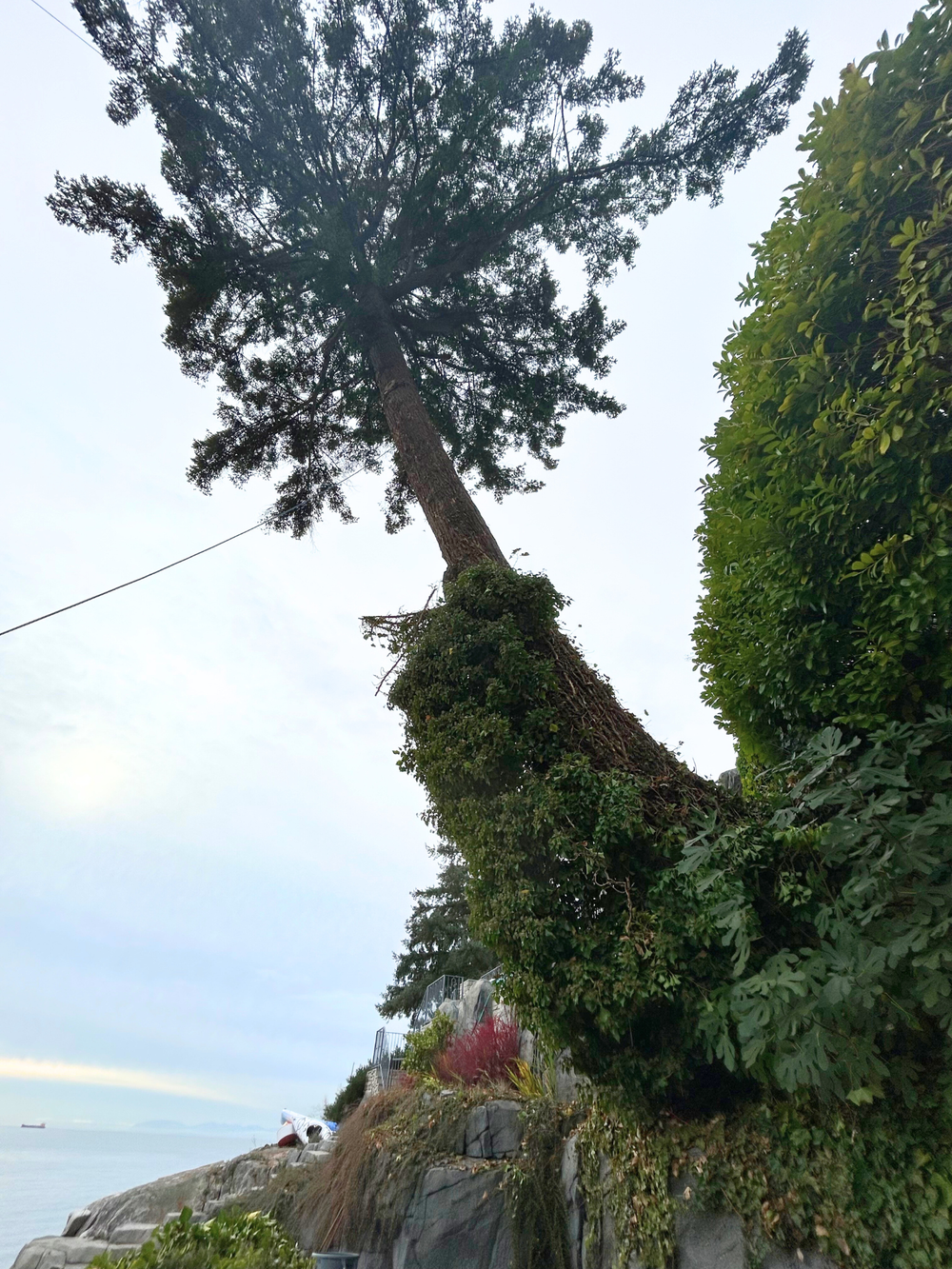 Arboreal Tree Service