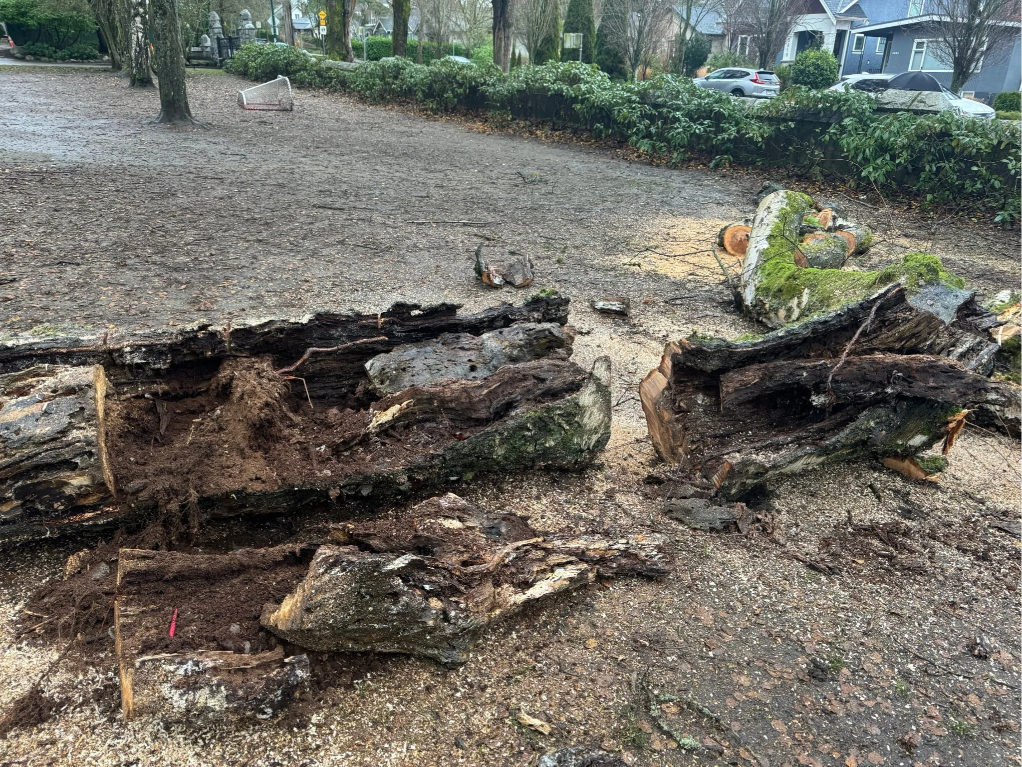 Arboreal Tree Service