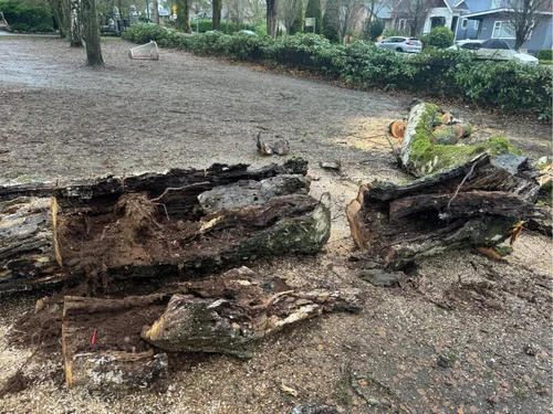 Arboreal Tree Service