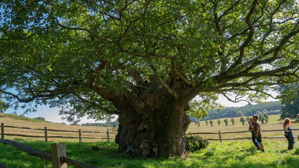 News | Action Oak