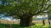 Oak trees - did you know? | Action Oak