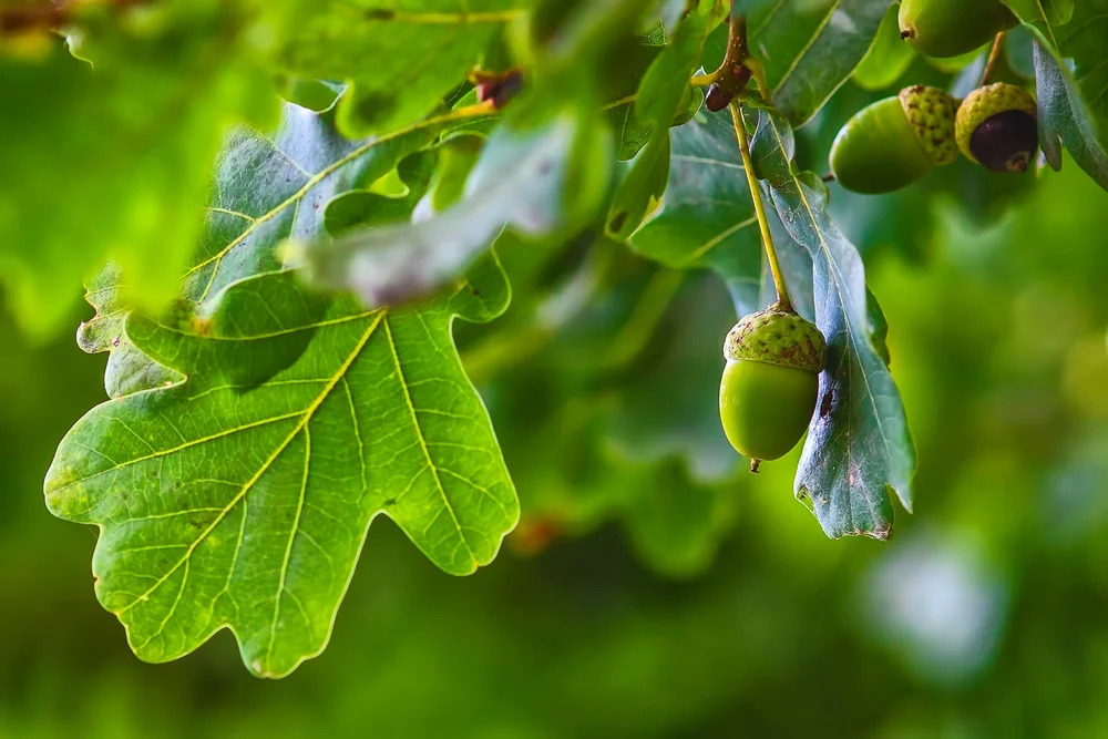 About Action Oak | Action Oak