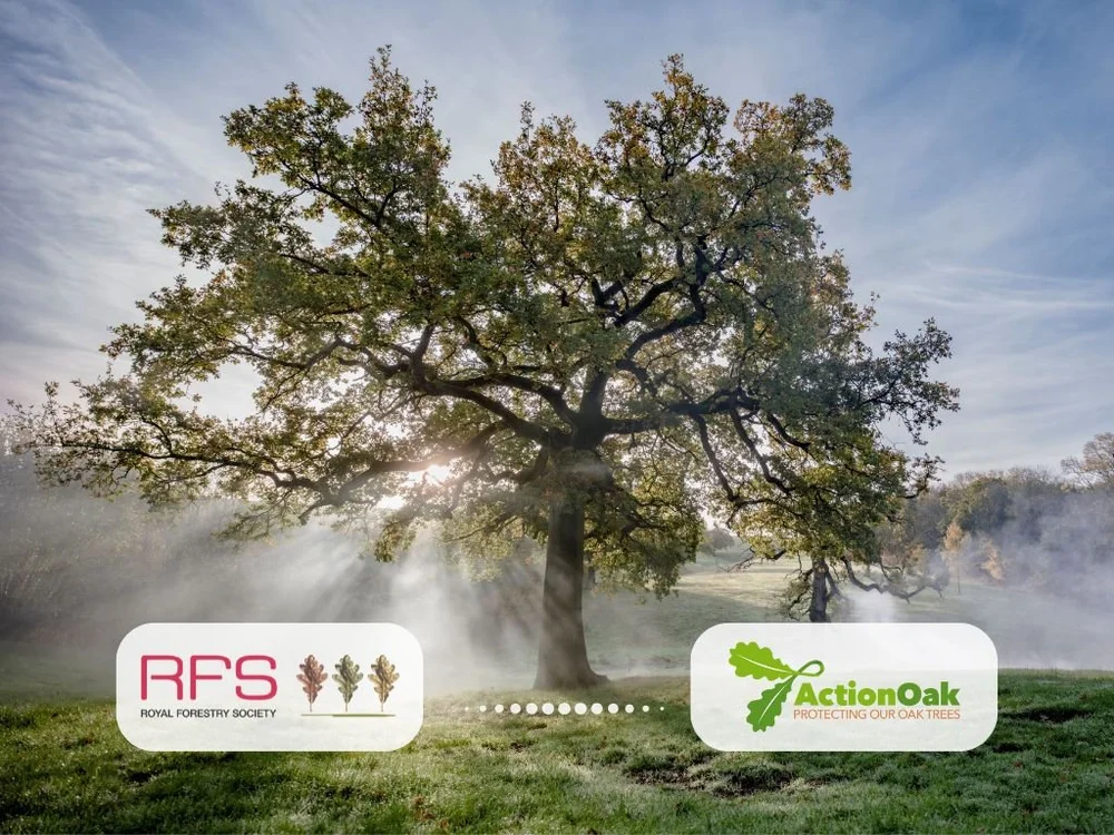 News | Action Oak