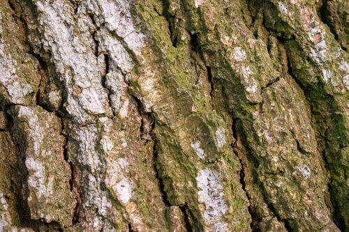 Reports & papers | Action Oak