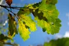 Action Oak