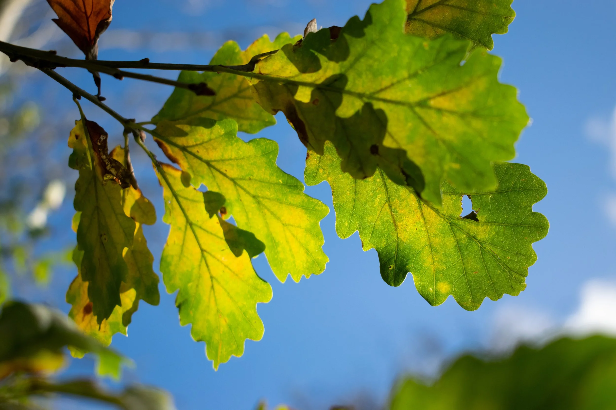 Why UK oaks are so special | Action Oak