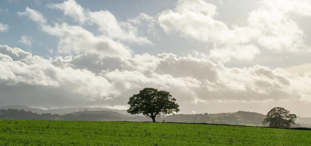 Action Oak