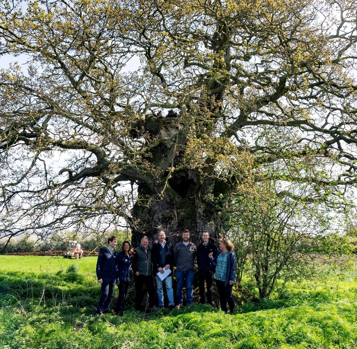 The essential role Arboriculture plays in protecting our oaks — Action Oak