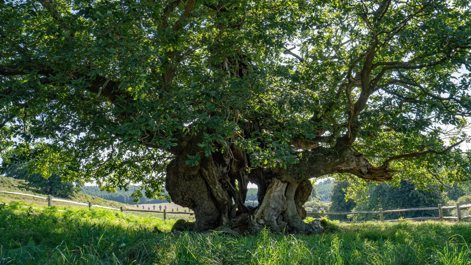 Why UK oaks are so special | Action Oak
