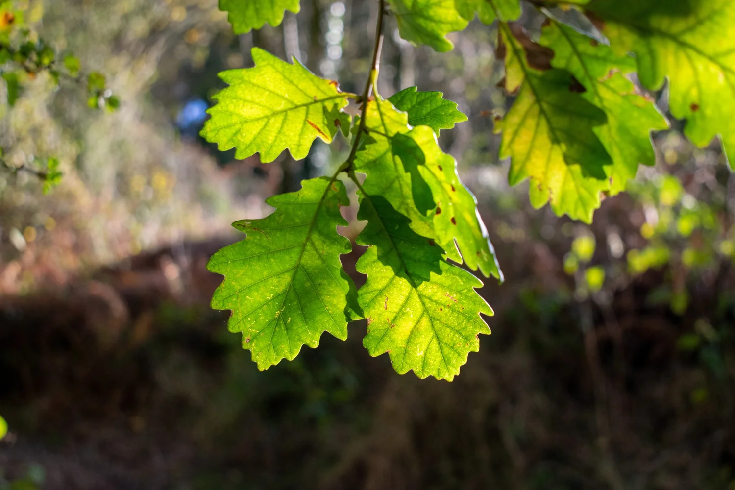 Why UK oaks are so special | Action Oak