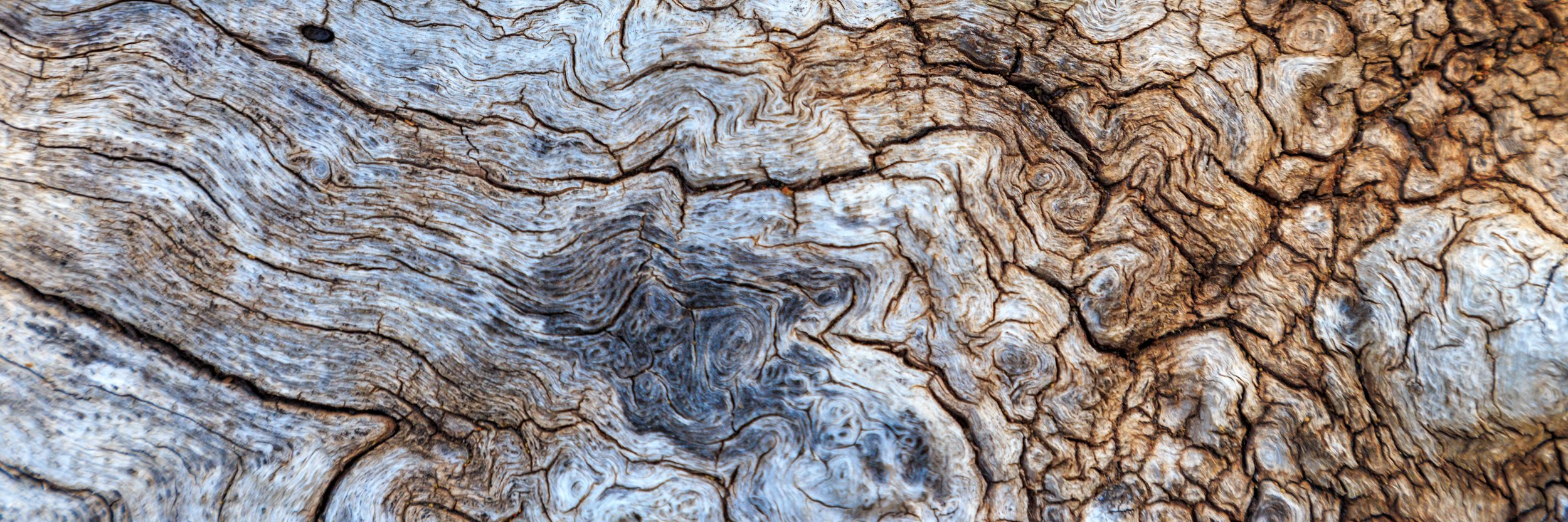 Why UK oaks are so special | Action Oak