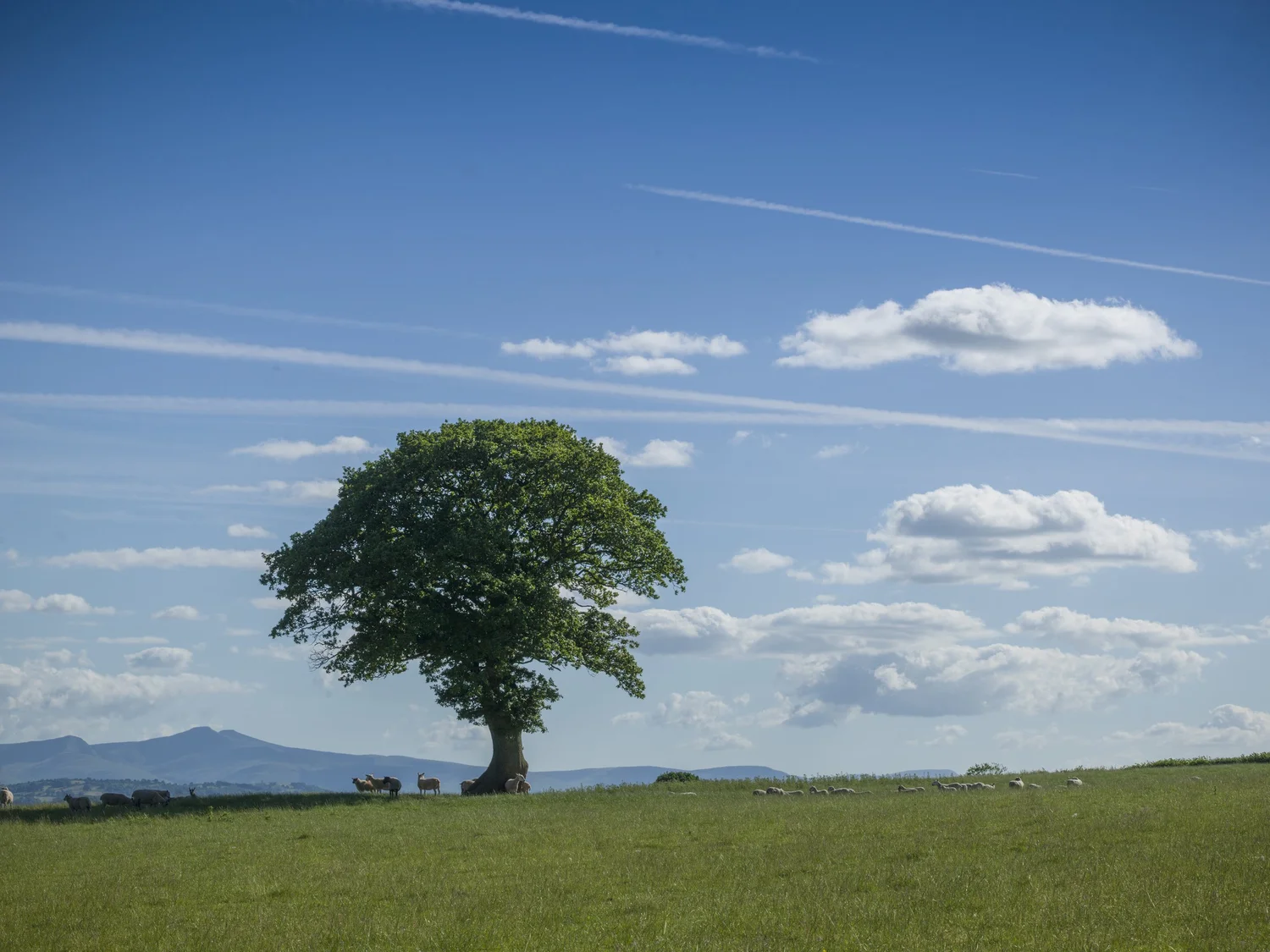 Oak trees - did you know? | Action Oak