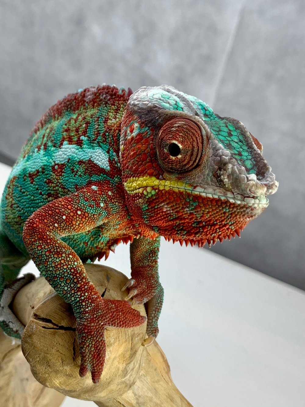 Reptilia Exotic Animal Rescue