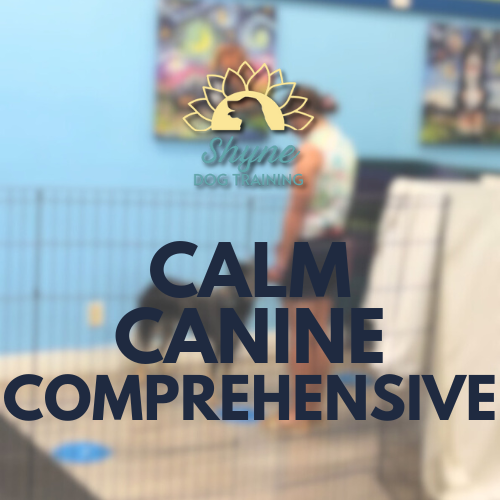 Group Classes — Click Pawsitive